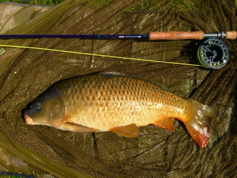 Carp on Fly | Carp Fly Fishing | Predator Fly Fishing