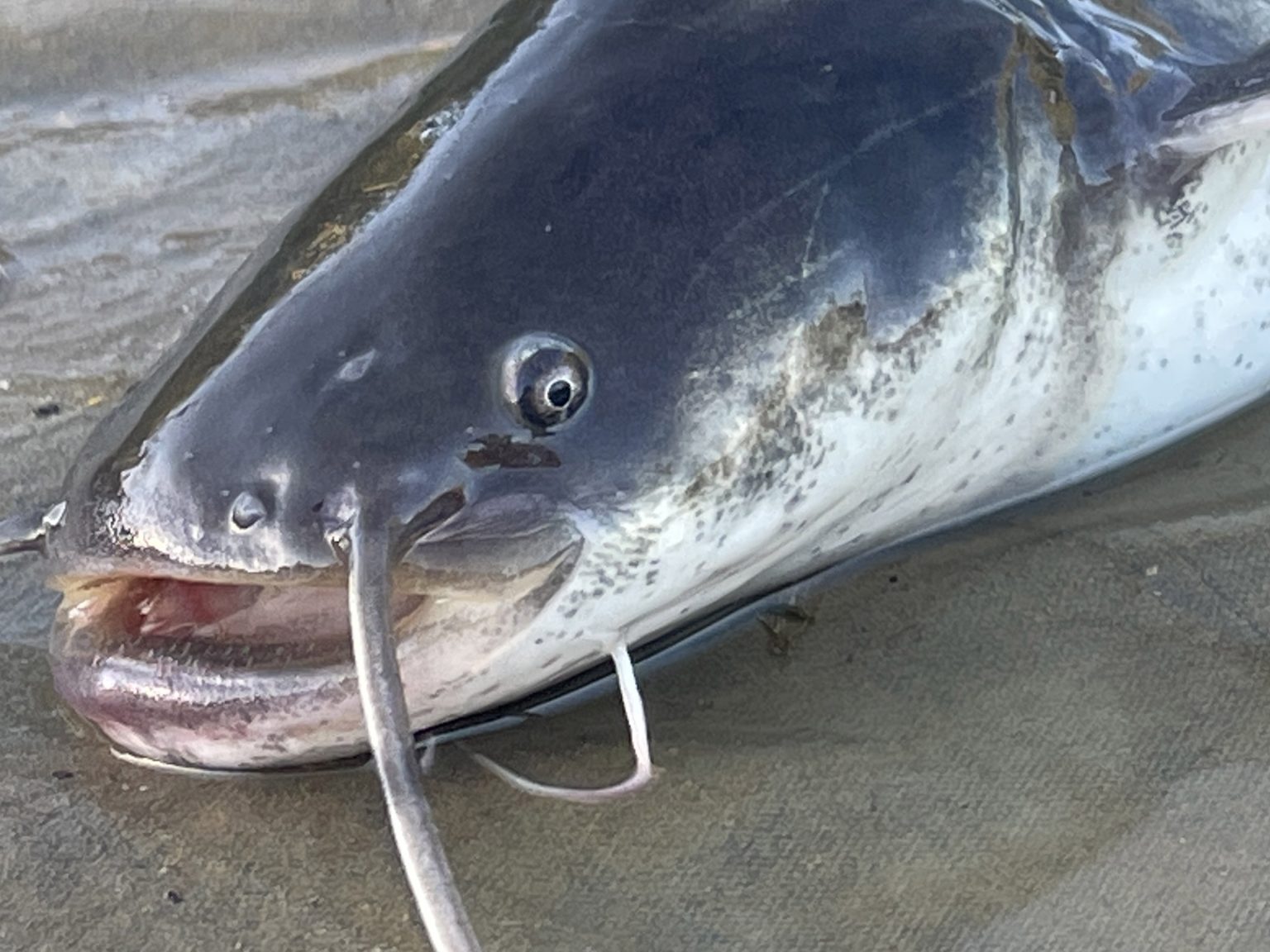 The Wels Catfish Pilgrimage | Predator Fly Fishing